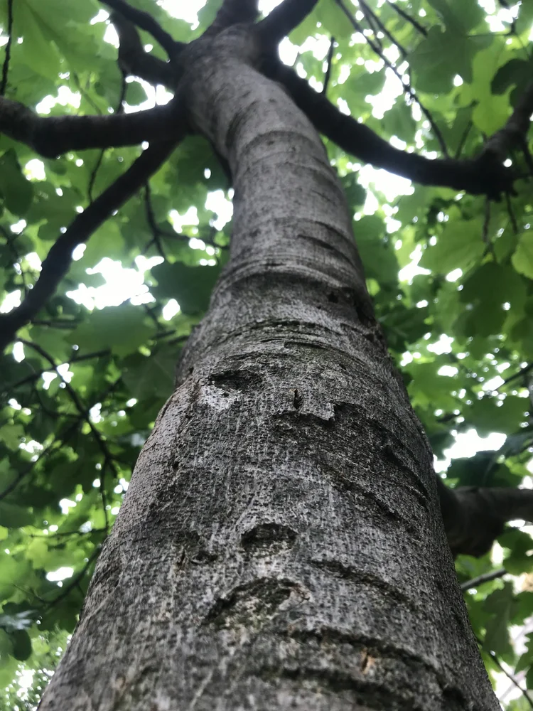 How to Prune Fig Trees for Healthier Growth