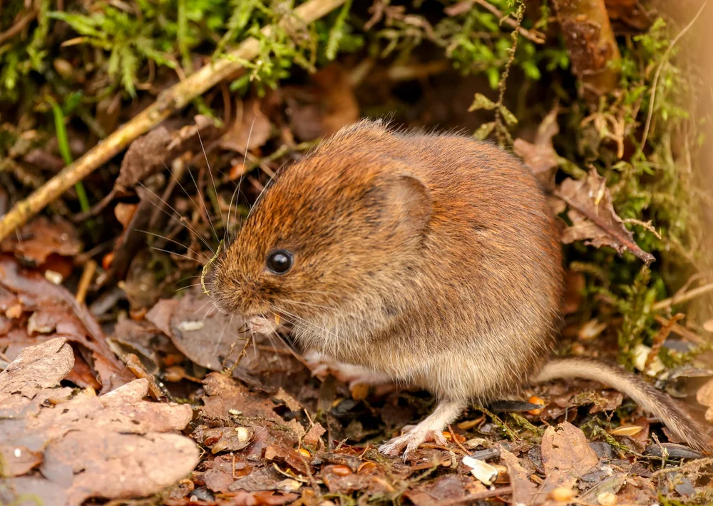 Vole vs Mouse: Identification and Behavior
