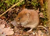 Vole vs Mouse: Identification and Behavior