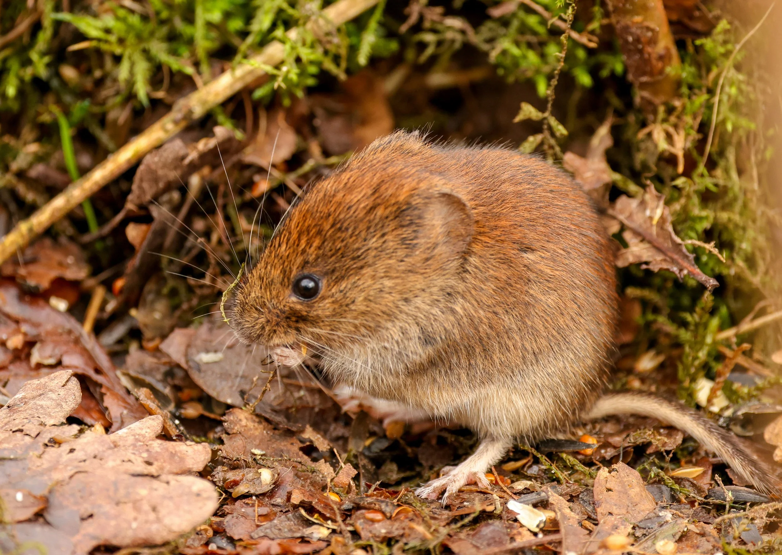 Vole vs Mouse: Identification and Behavior