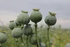 When Should You Plant Poppy Seeds?