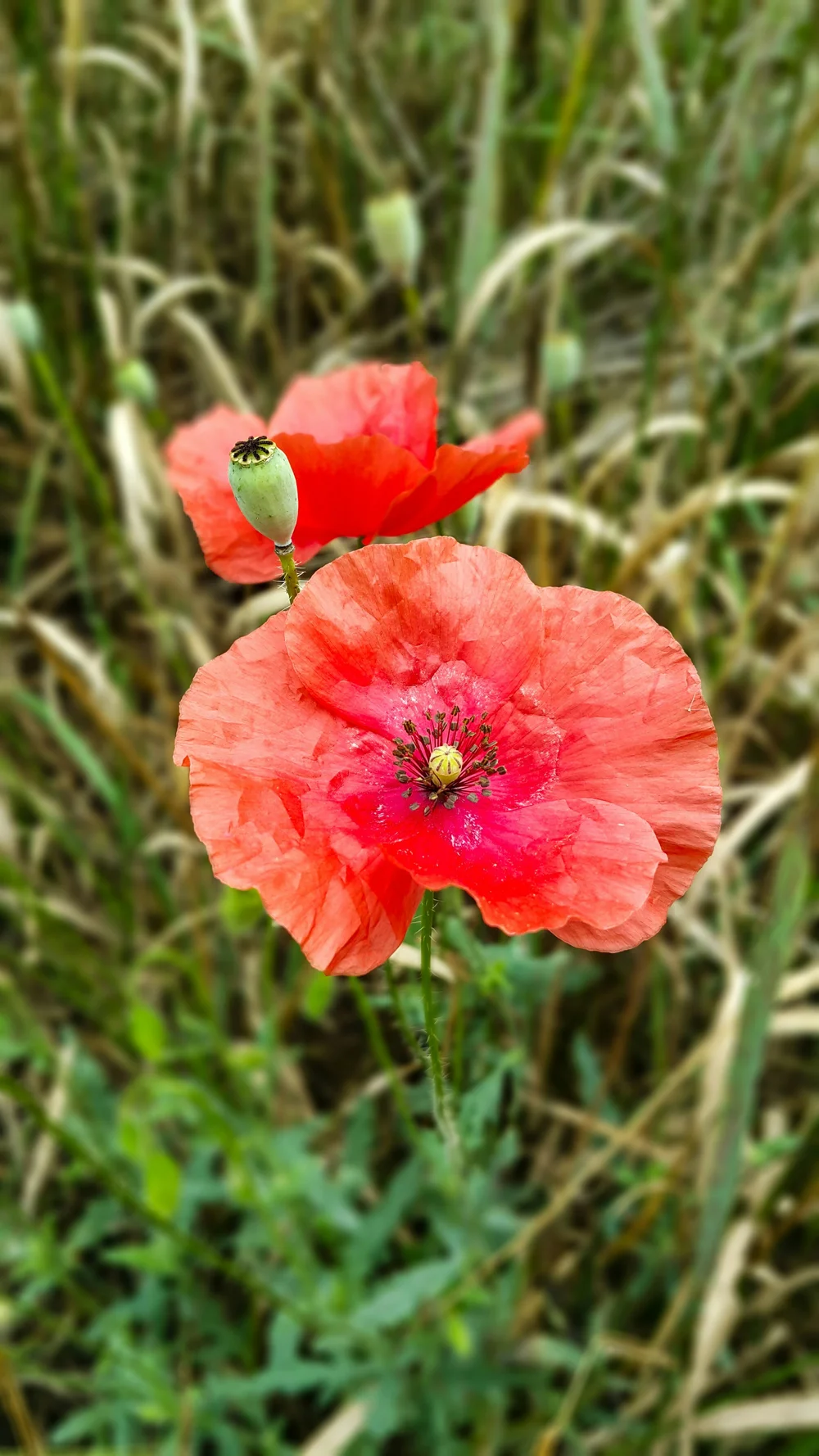 How to Plant Poppy Seeds: A Beginner’s Guide