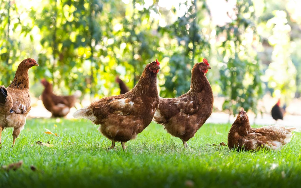 How to Keep Chickens Out of Garden?