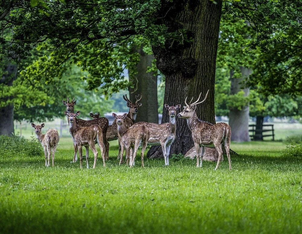 How to Keep Deer Out of Your Garden — Garden Eros