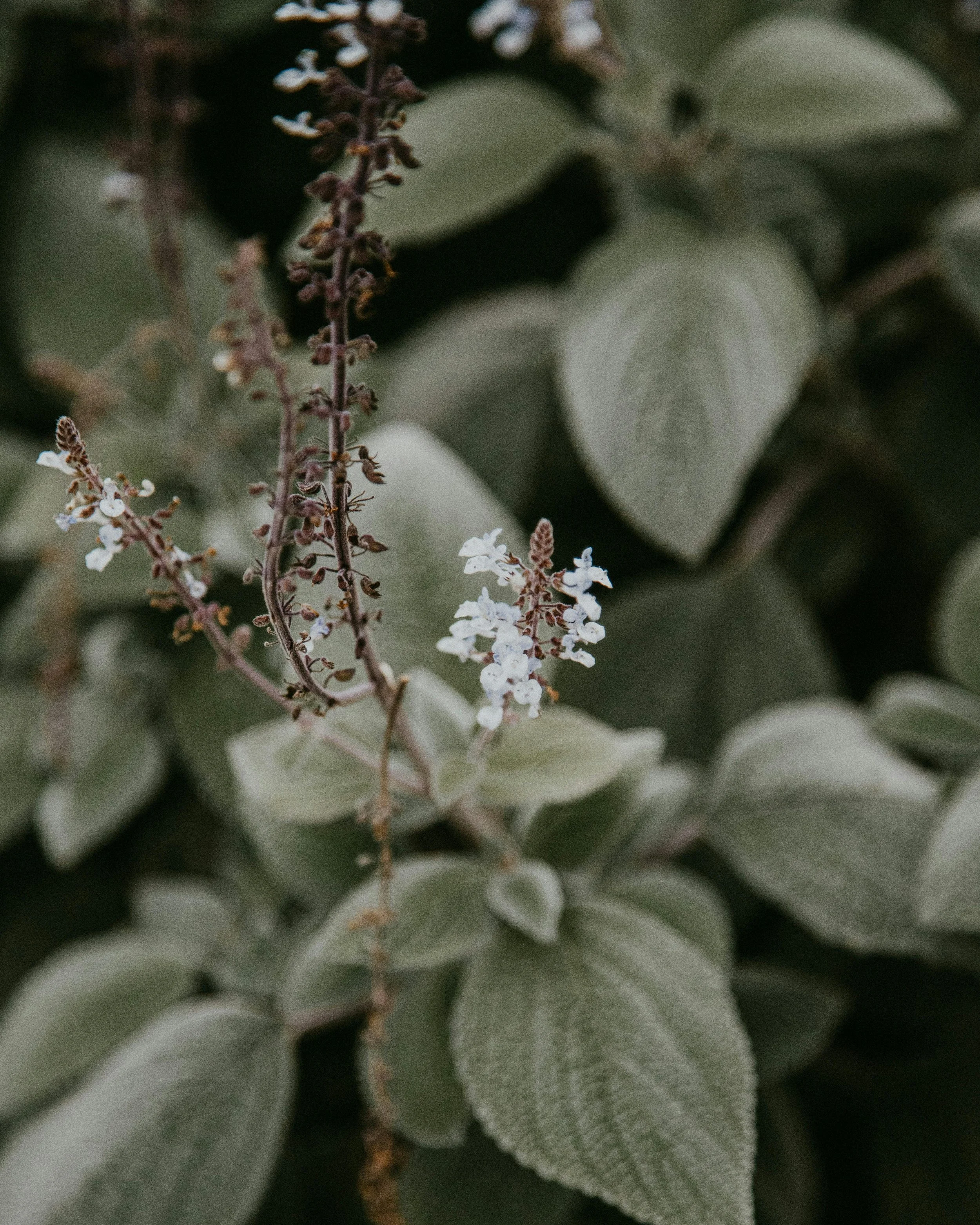 How to Grow and Care for Plectranthus Plants: A Complete Guide