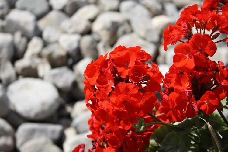 How to Grow and Care for Red Geraniums