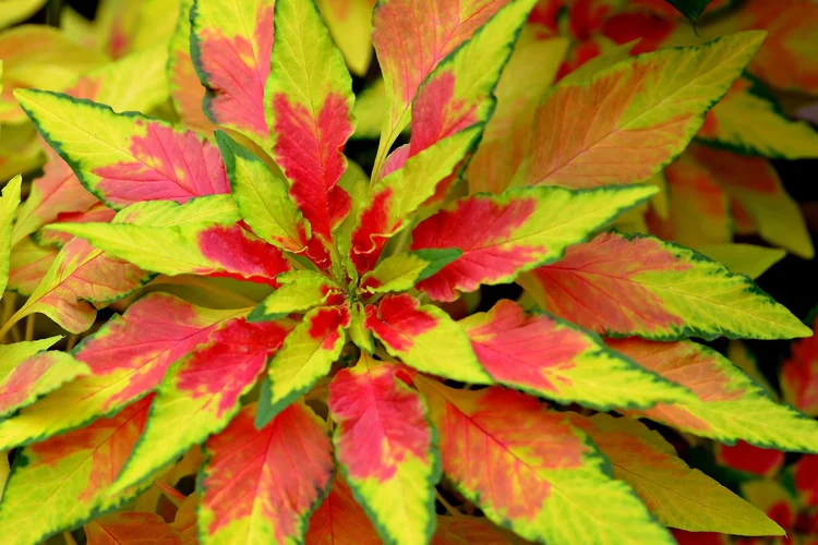 How to Grow and Care for Joseph's Coat Plant