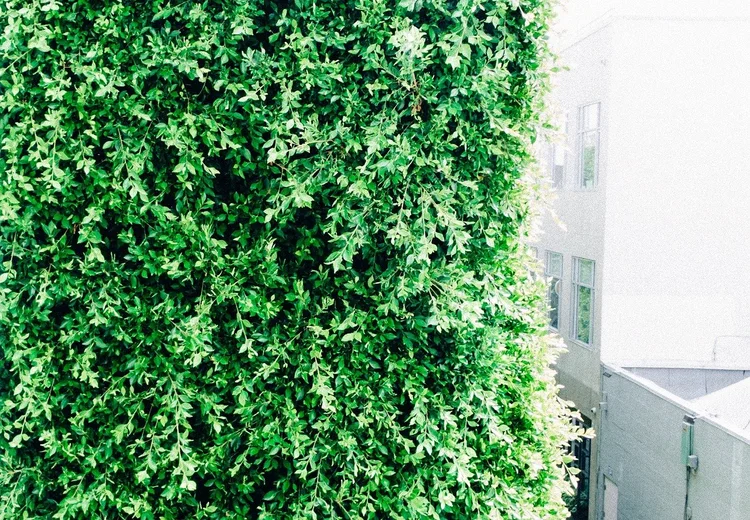 How to Plant and Maintain Healthy Shrubs