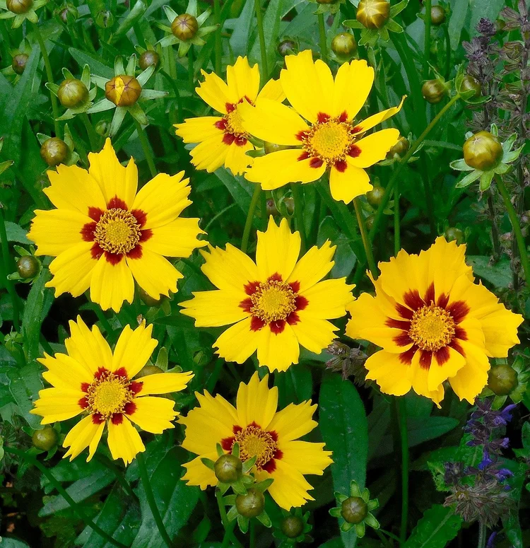 How to Plant and Care for Coreopsis Flowers