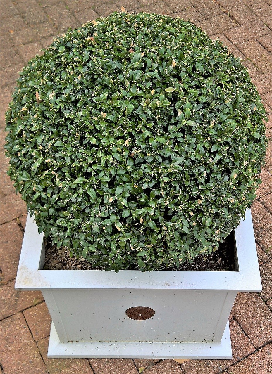 15 Small Evergreen Shrubs for Year-Round Color
