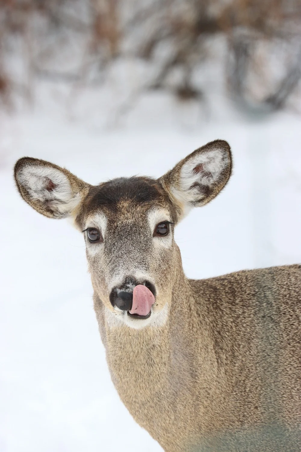 How to Keep Deer Out of Your Garden — Garden Eros