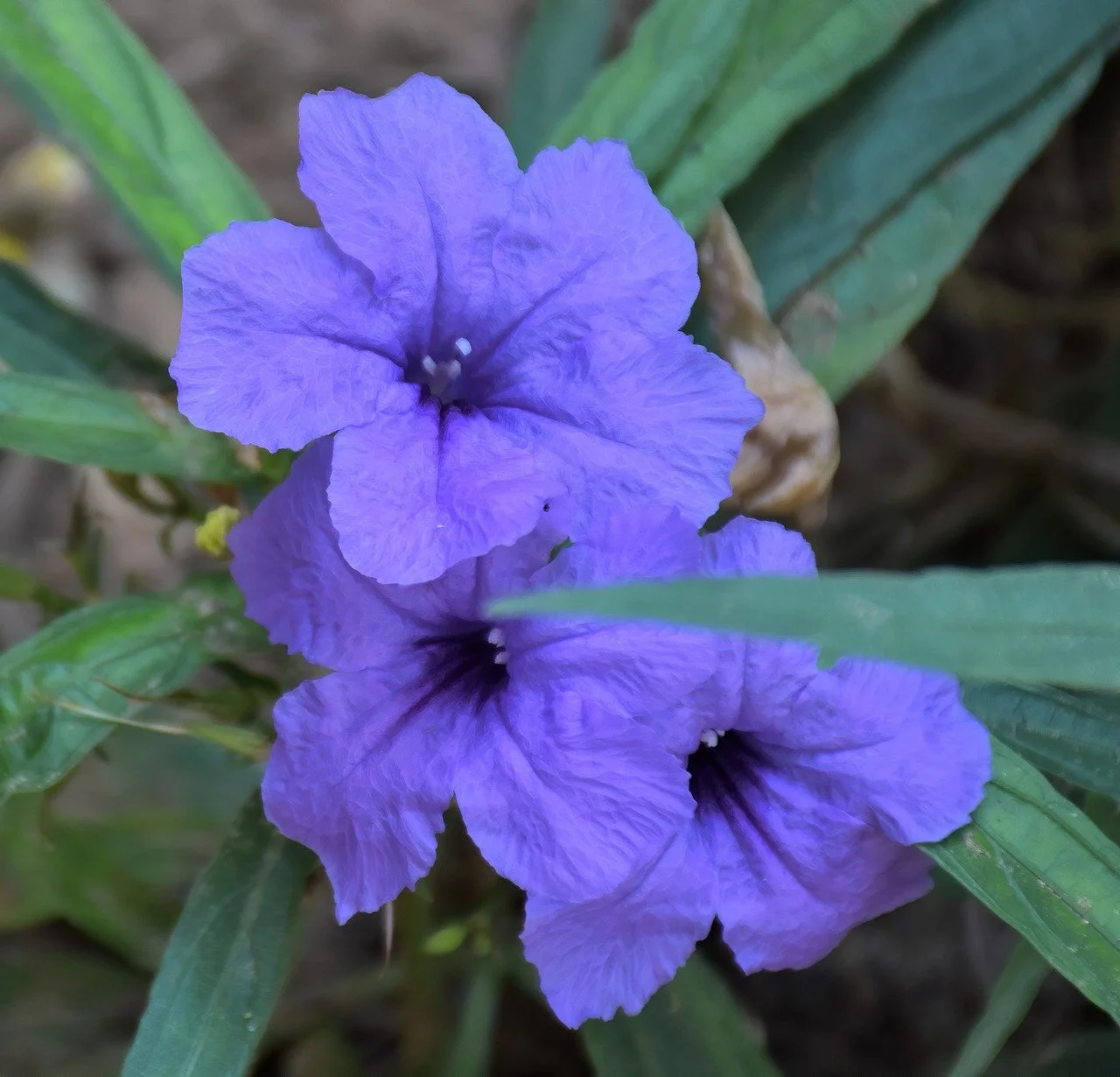 How to Grow and Care for Mexican Petunias Flower