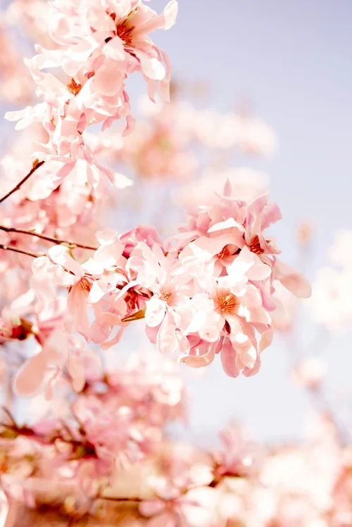 Learn When Magnolia Trees Start to Bloom