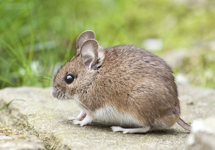 Vole vs Mouse: Identification and Behavior