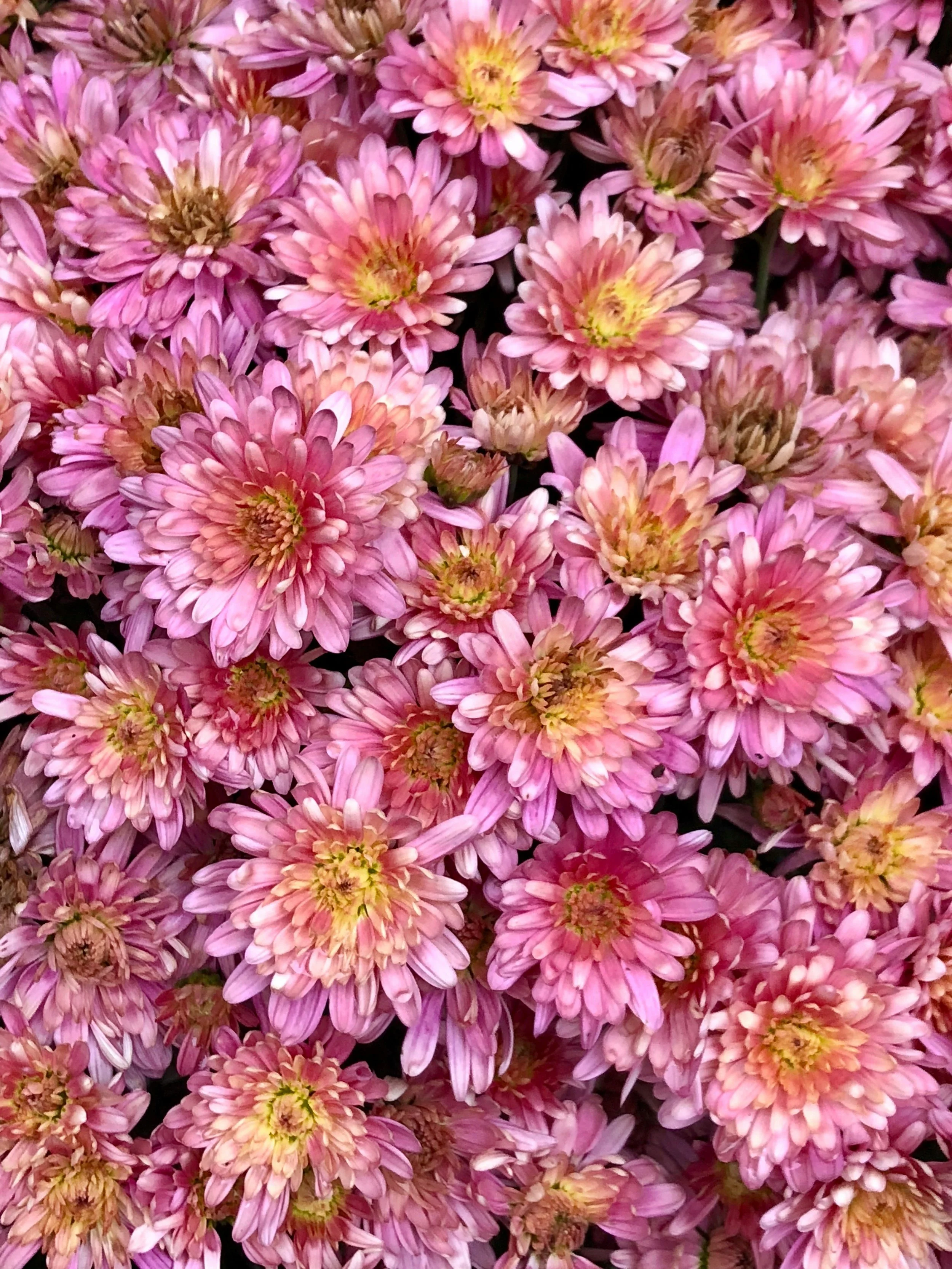 Are Mums Perennials? What You Need to Know
