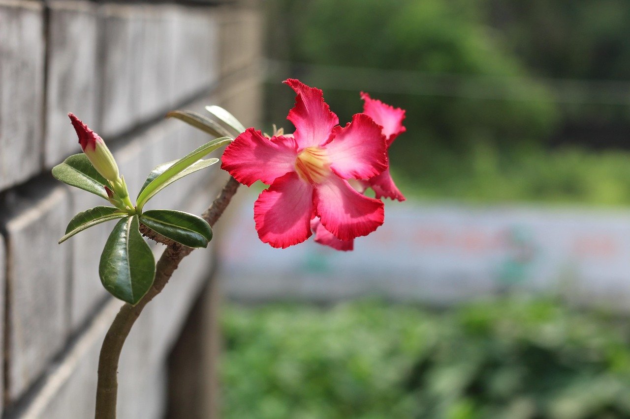 How to Grow and Maintain a Desert Rose Plant