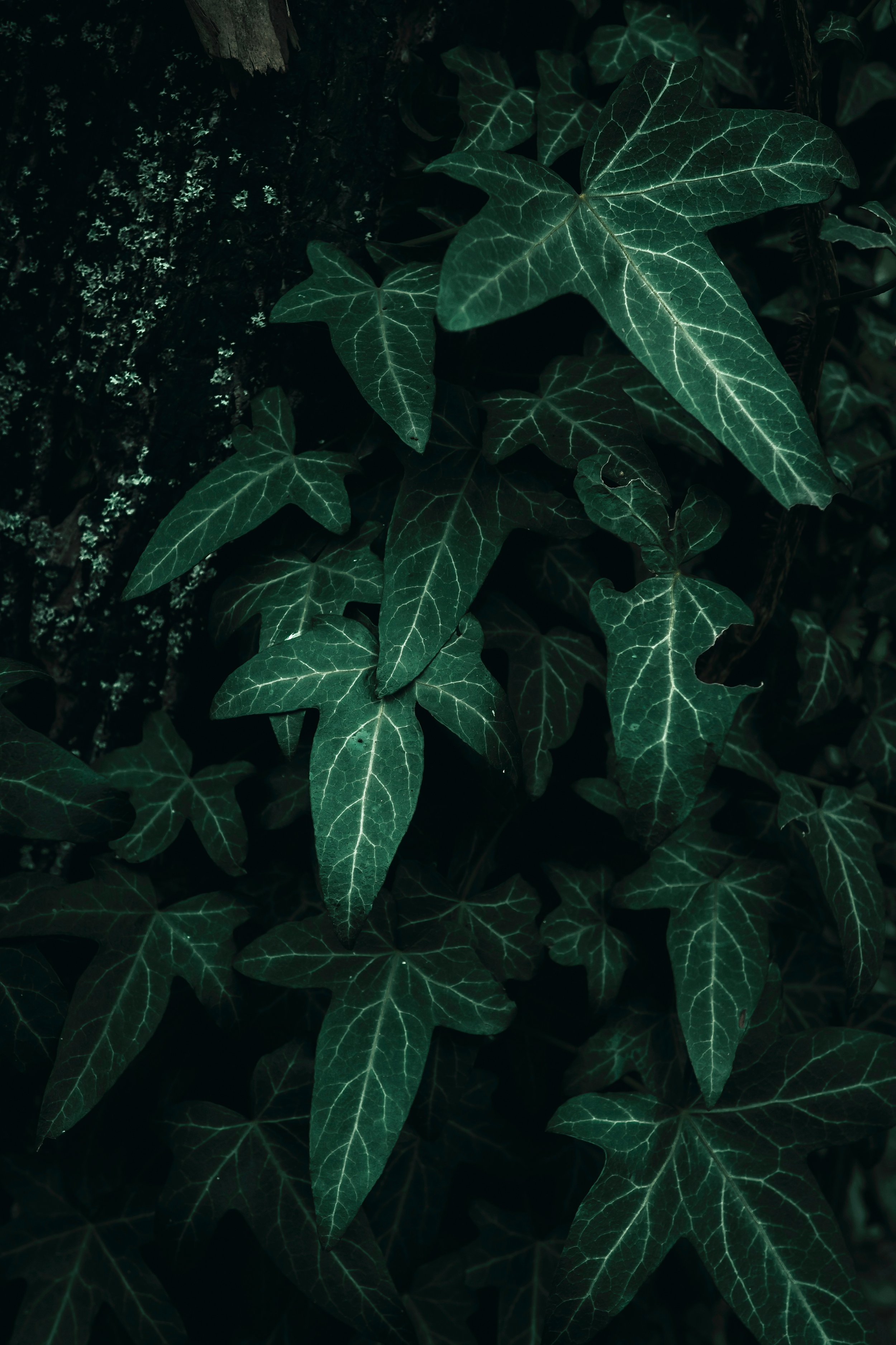 How to Get Rid of English Ivy Without Harming Plants