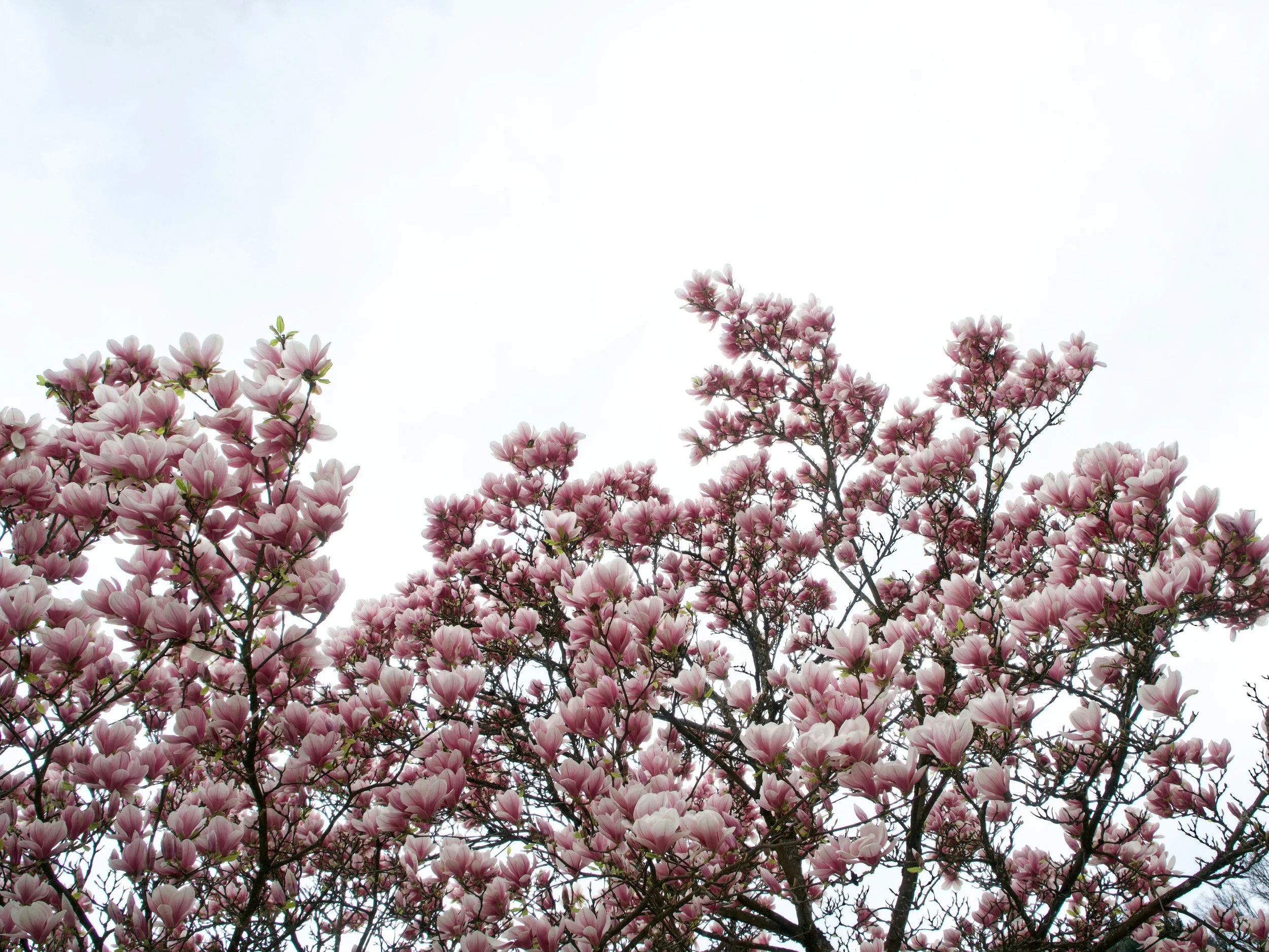 How to Grow and Care for a Jane Magnolia Tree