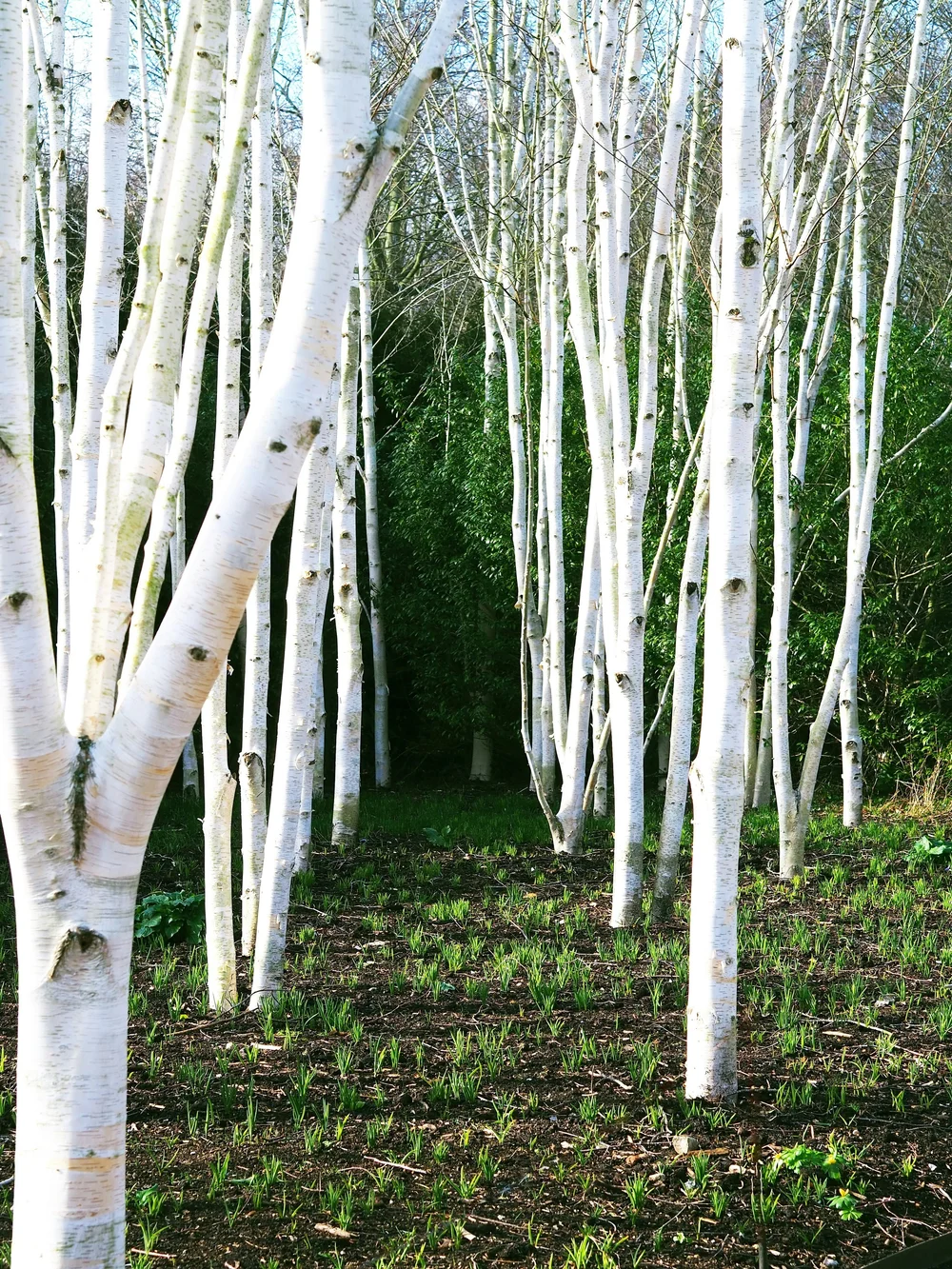 How to Grow and Care for Silver Birch Tree in Your Garden