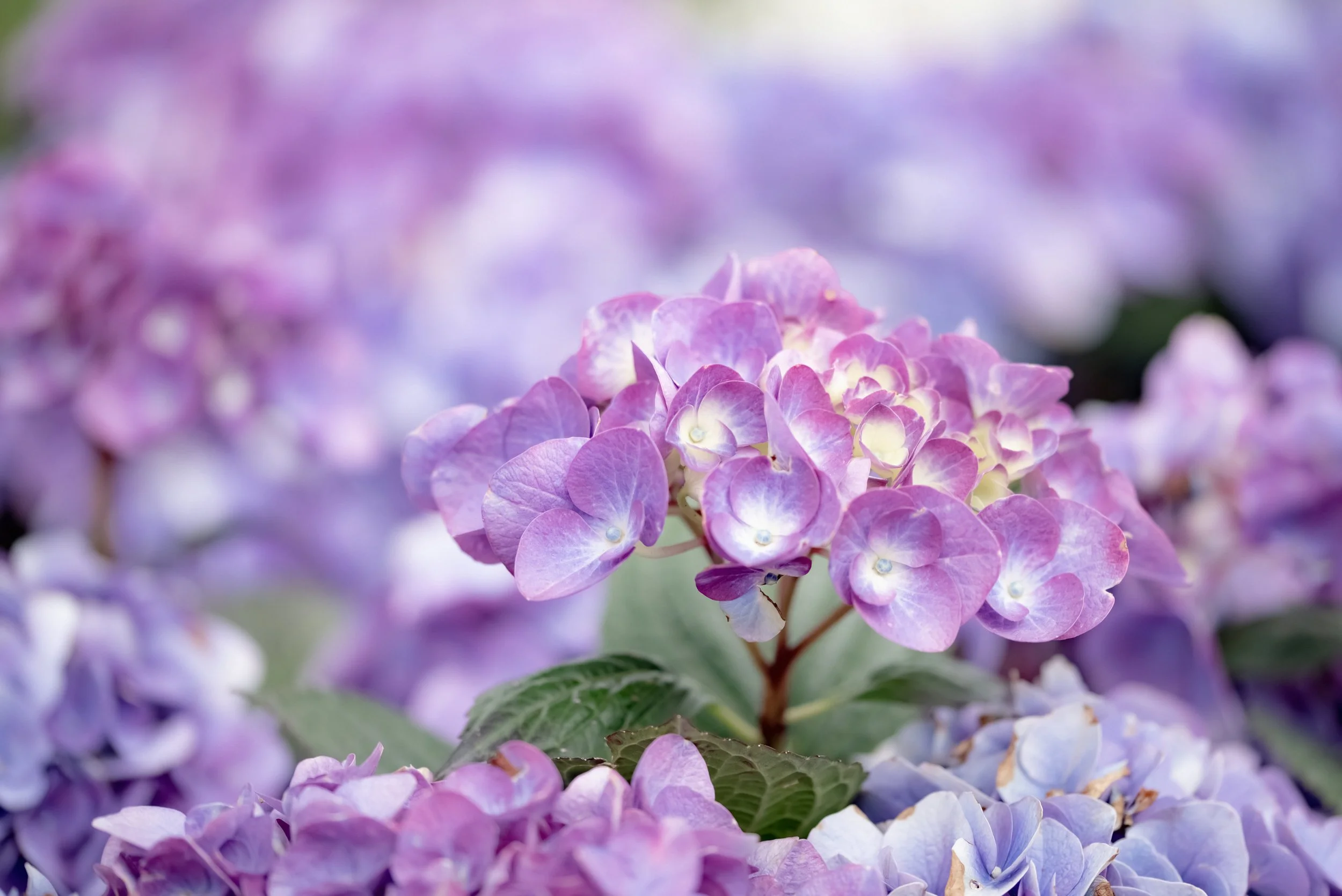 How to Store Geraniums Over Winter Successfully