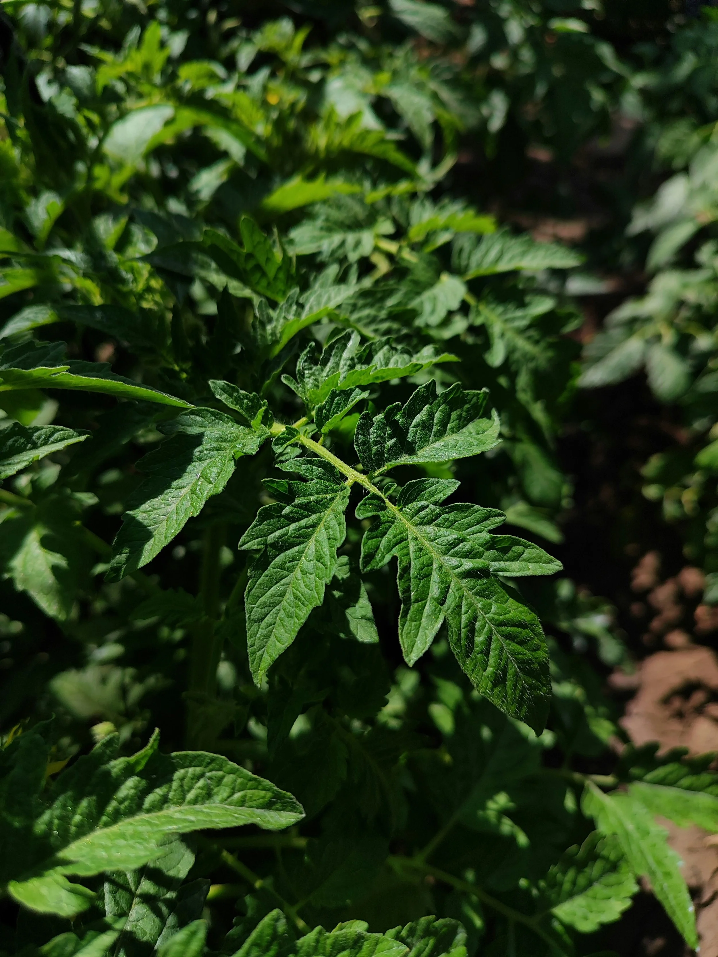 White Spots on Tomato Leaves: What to Do