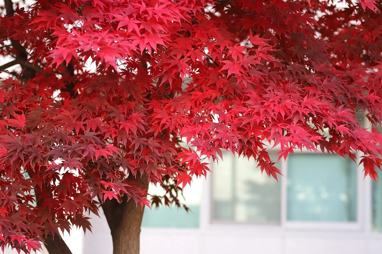 What Does a Maple Tree Look Like?