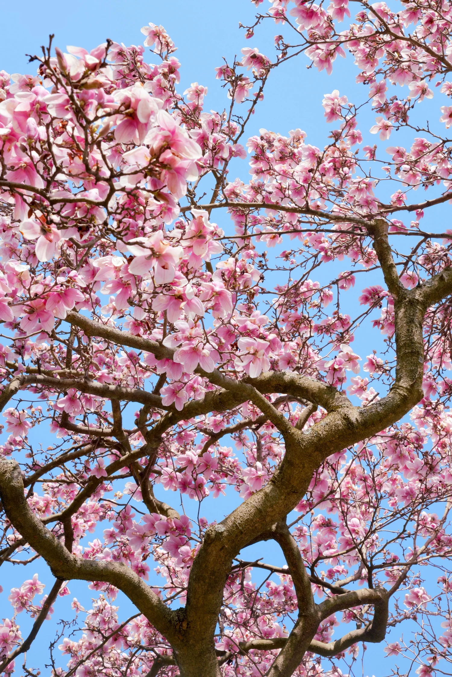 How Fast Do Magnolia Trees Grow? Growth Rate Explained