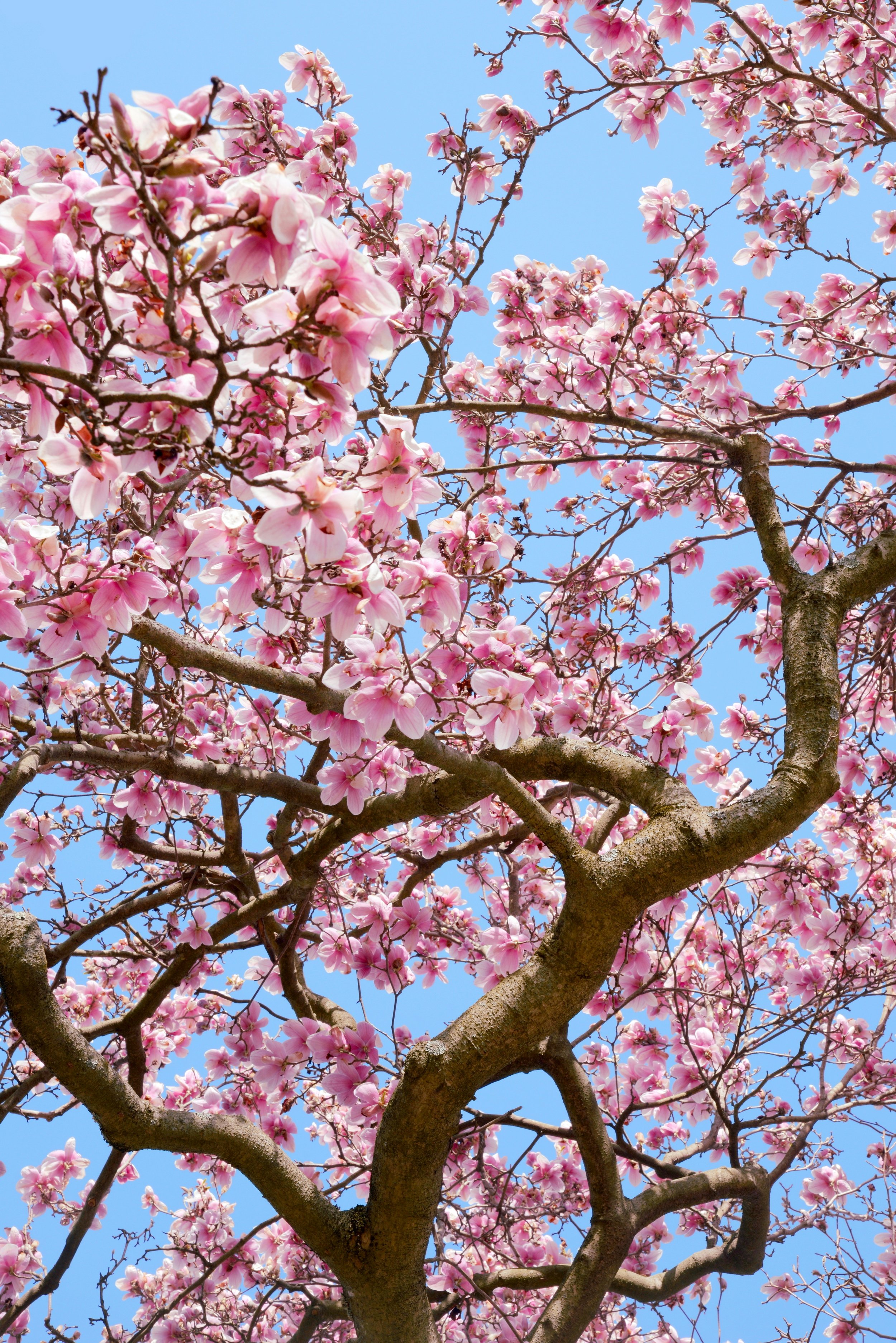How Fast Do Magnolia Trees Grow? Growth Rate Explained