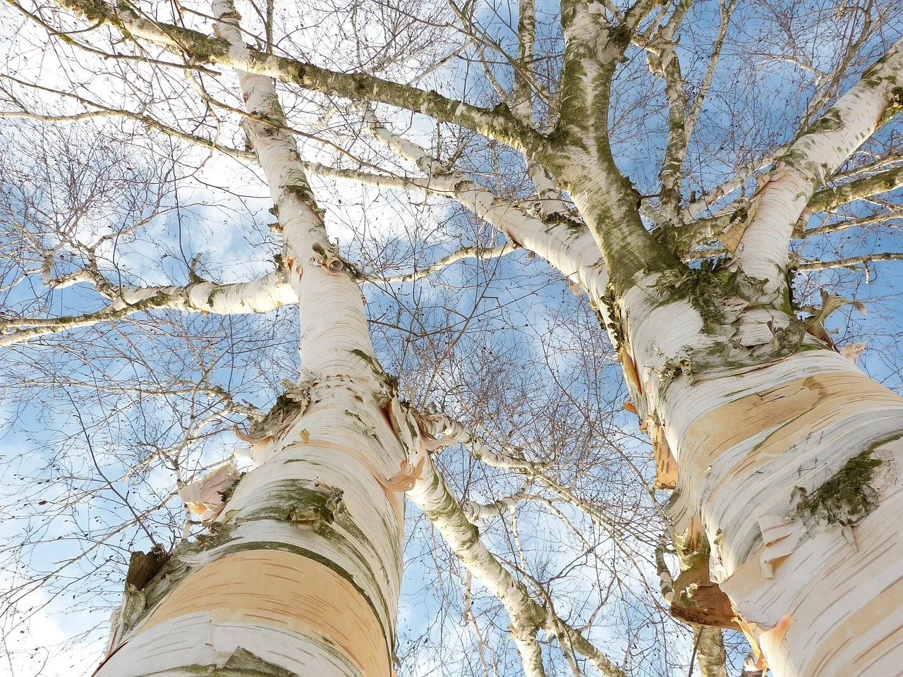 How to Grow and Care for a White Birch Tree