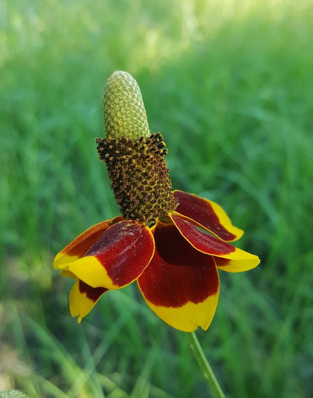 How to Grow and Care for Mexican Hat Flower