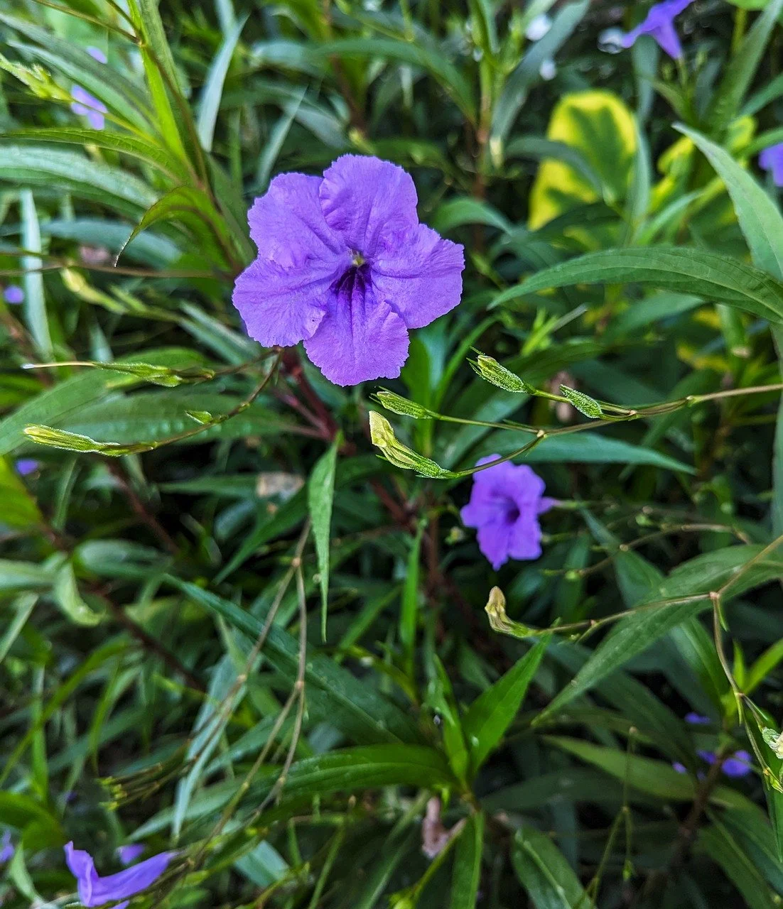 How to Grow and Care for Mexican Petunias Flower