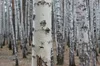 How to Grow and Care for Silver Birch Tree in Your Garden