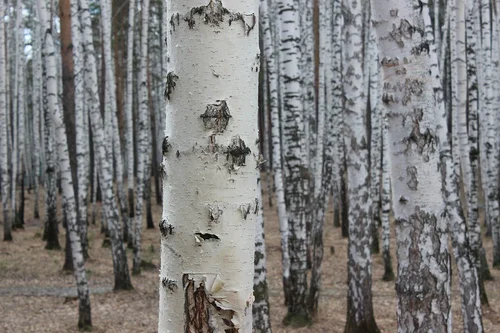 How to Grow and Care for Silver Birch Tree in Your Garden
