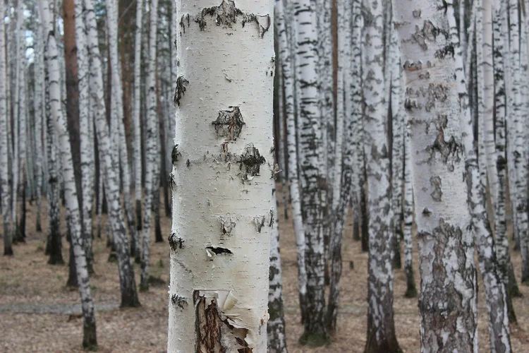 How to Grow and Care for Silver Birch Tree in Your Garden