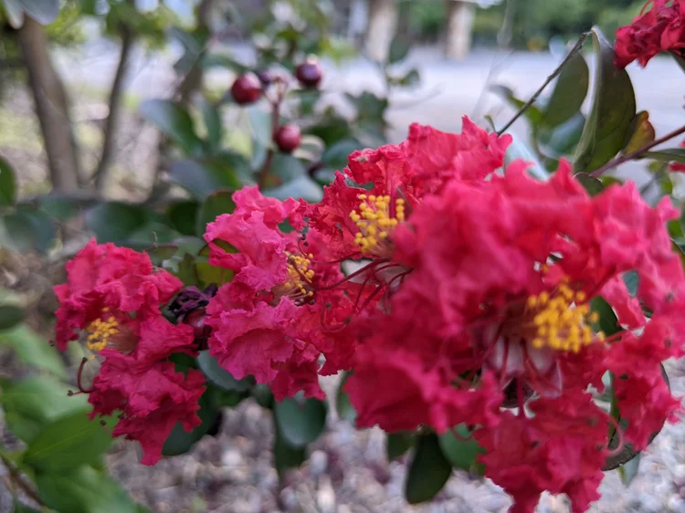 How to Trim Crepe Myrtles: Step-by-Step Guide