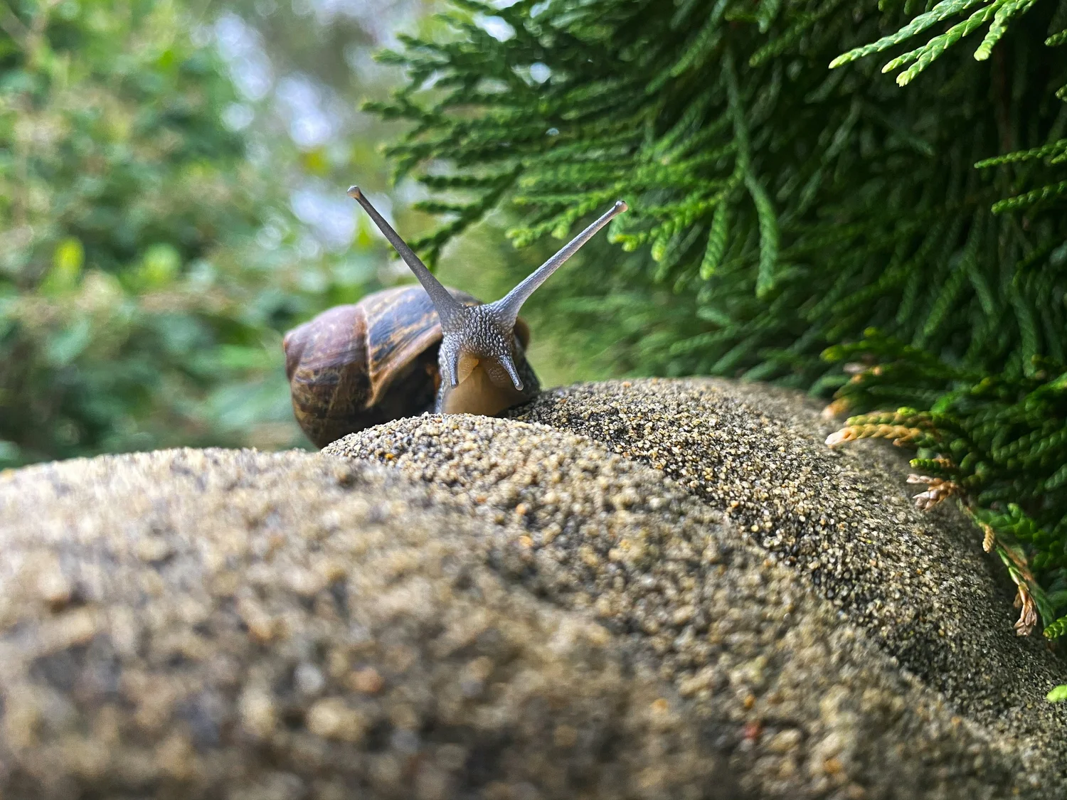 What Do Garden Snails Eat? A Quick Guide