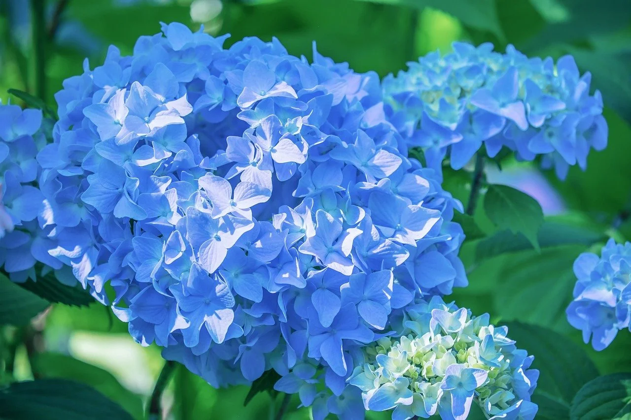 How to Grow and Care for Blue Hydrangea Flowers