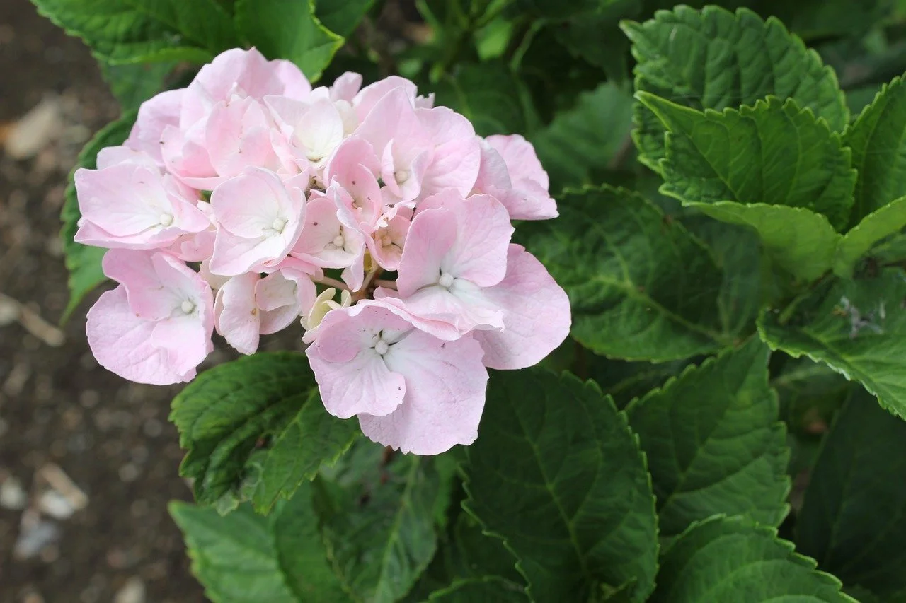 How to Change Hydrangea Color: Easy Steps to Follow