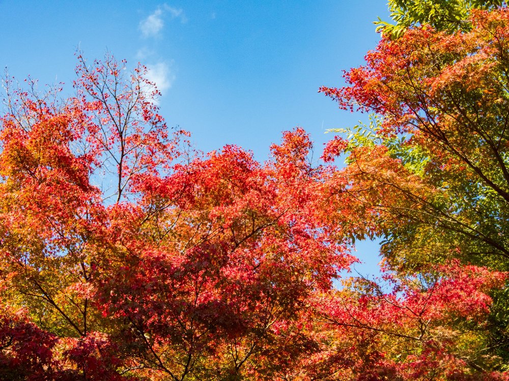How to Successfully Plant a Japanese Maple Tree