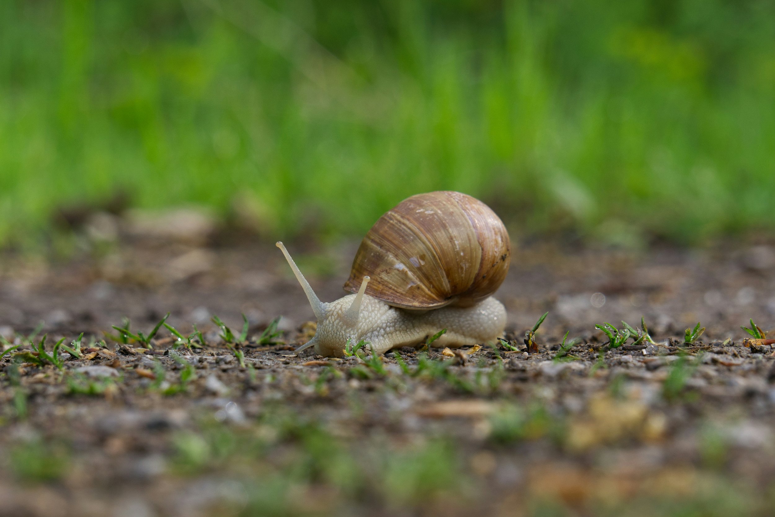 What Do Garden Snails Eat? A Quick Guide