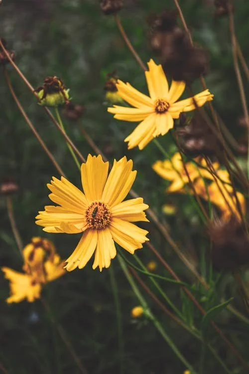 How to Grow Coreopsis Verticillata in Your Garden