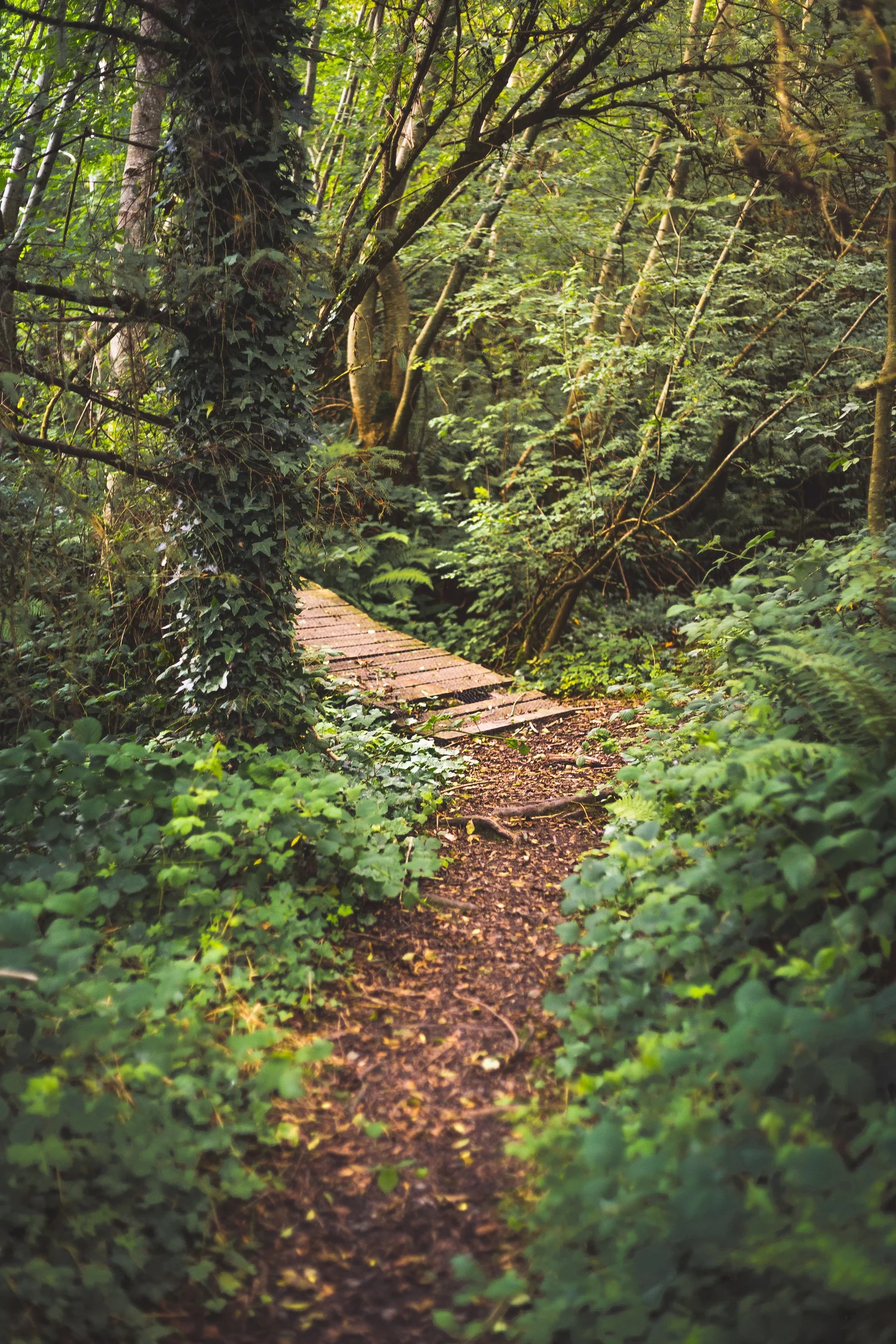 The Blessington Greenway — The Avon