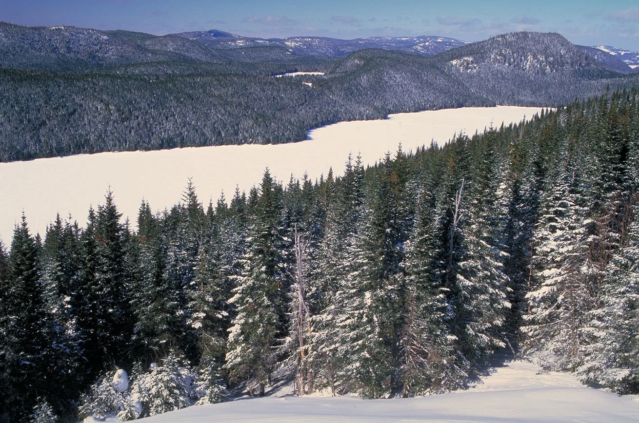 About Boreal Forests — International Boreal Forest Research Association ...