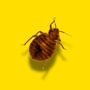 Bed Bug Elimination | Fast & Effective — Servall Pest Control