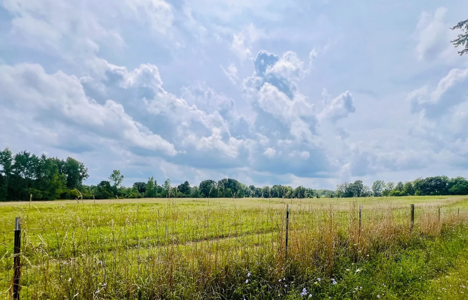 MI Family Farm | Grass-Fed & Finished Beef | Berkshire Pork | Grass-Fed ...