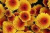 OK Flower Market