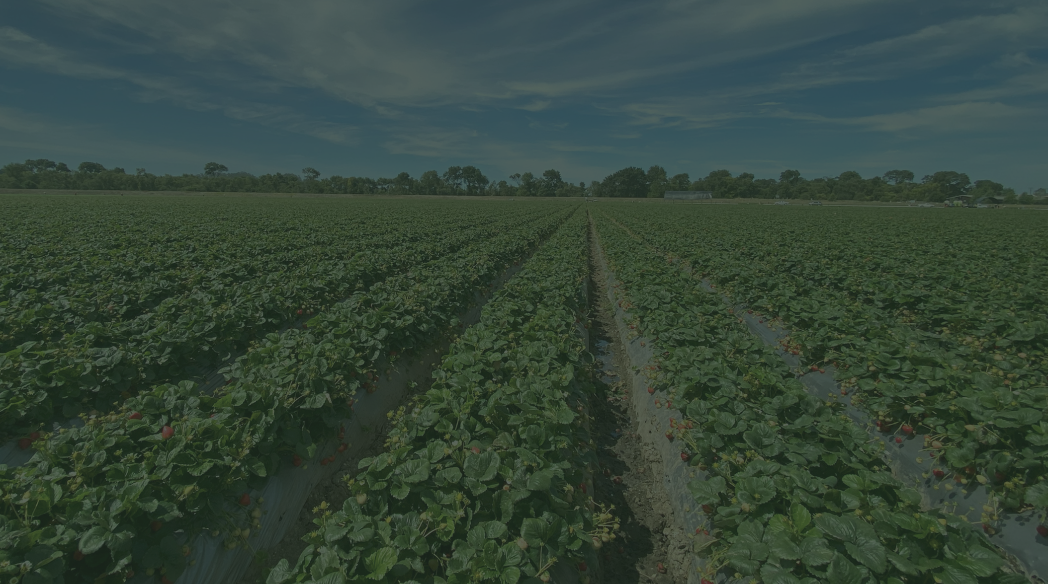 About Us | Planet Harvest