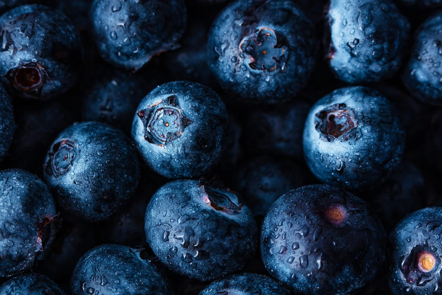 About Us | Planet Harvest