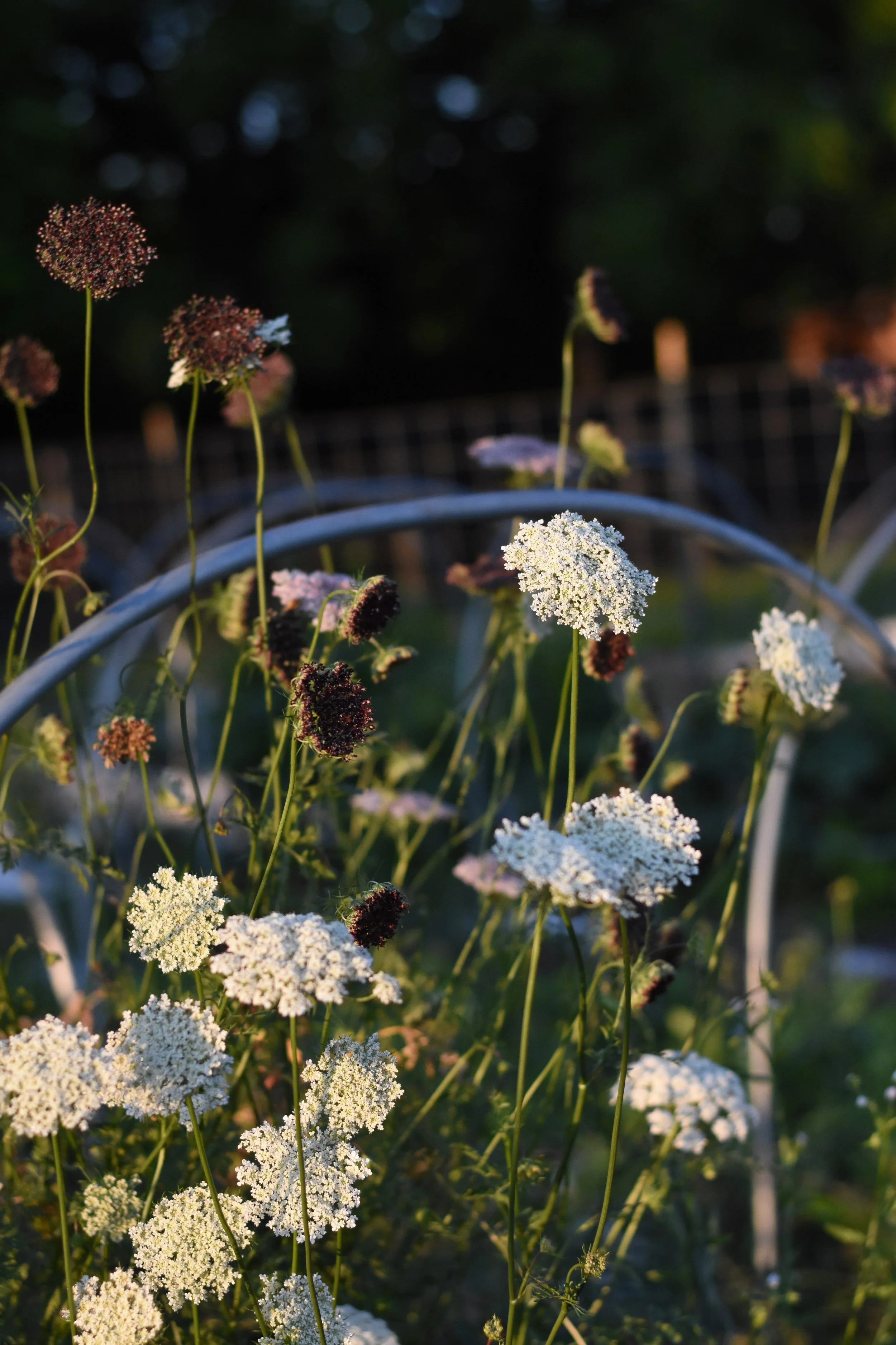 Sprinkle and Bloom: What Salt and Filler Flowers Have In Common — Sweet ...