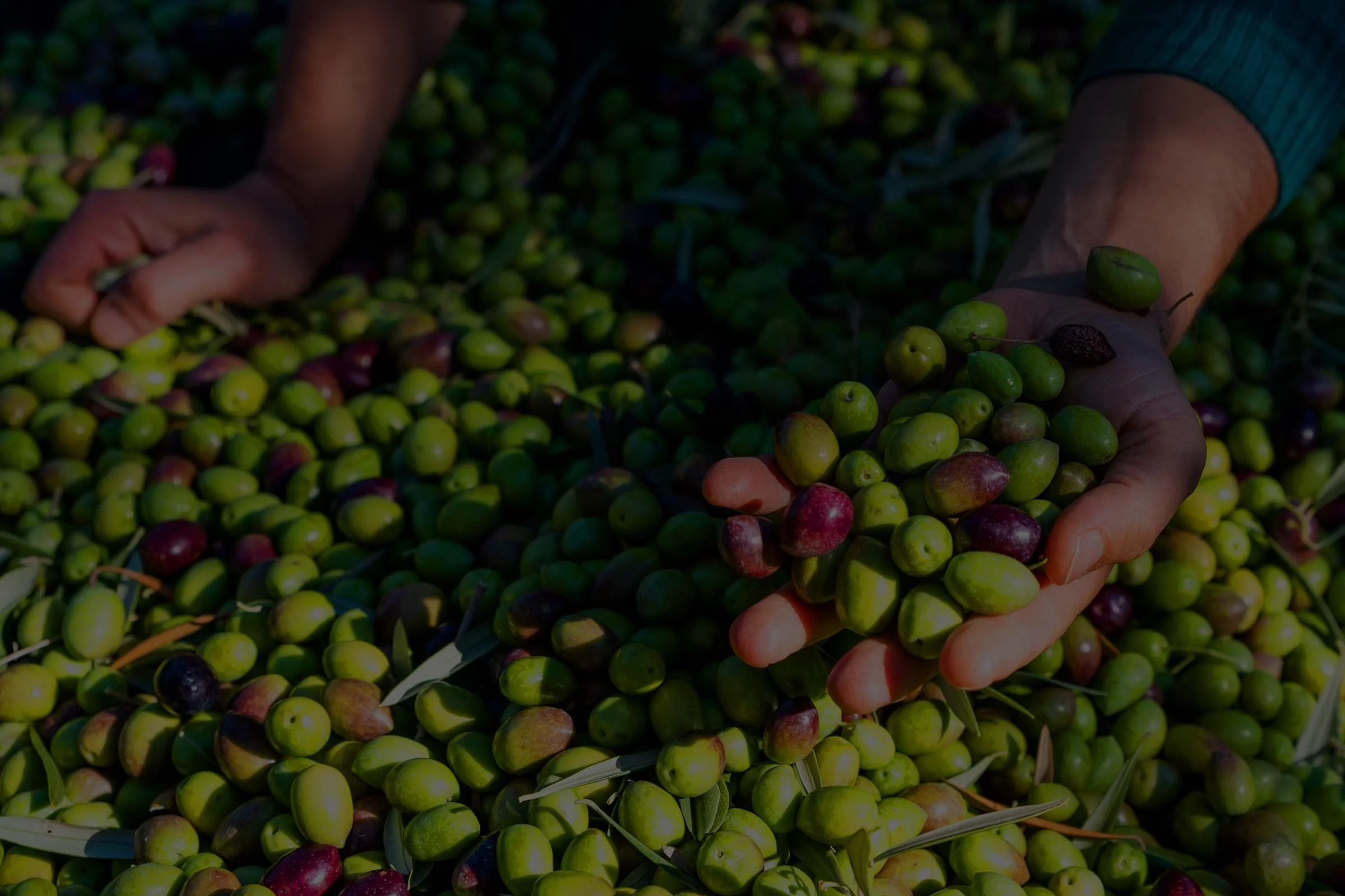 About Olivina — Olivina